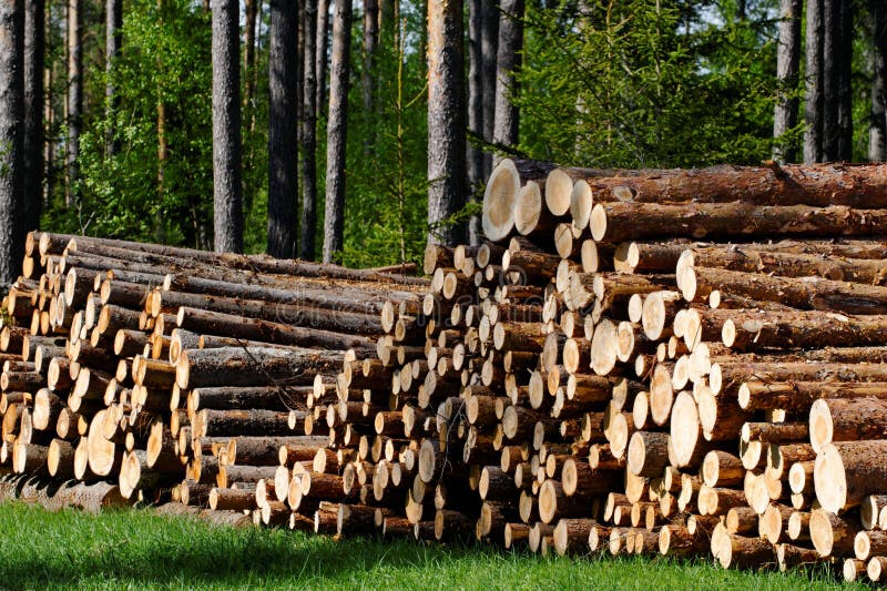 Pine timber stock photo. Image of conifer, plant, industry - 24879716