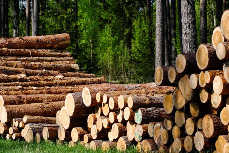 Pine timber stock photo. Image of nature, carpenter, timber - 24879804