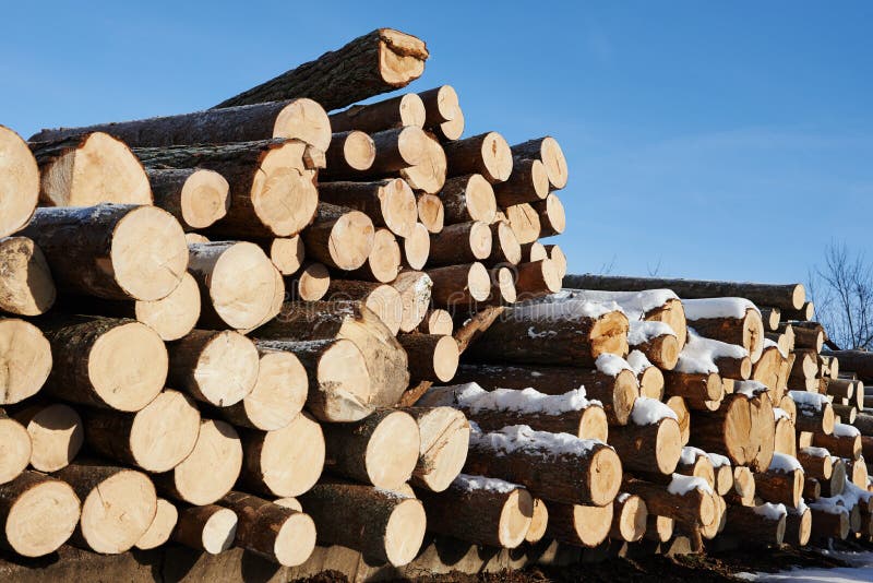 Pine timber background stock image. Image of deck, lumbering - 32353439