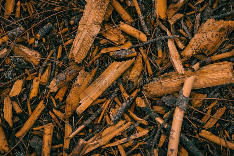 Pine Timber Forest Ground Logs Stock Image - Image of lumber, nature ...