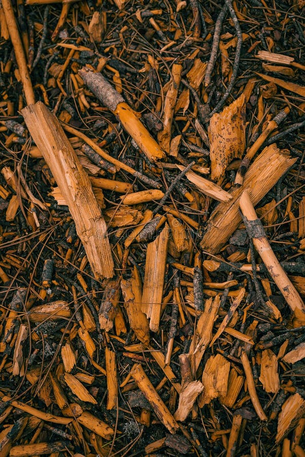 Pine Timber Forest Ground Logs Stock Photo - Image of outdoor, seasoned ...