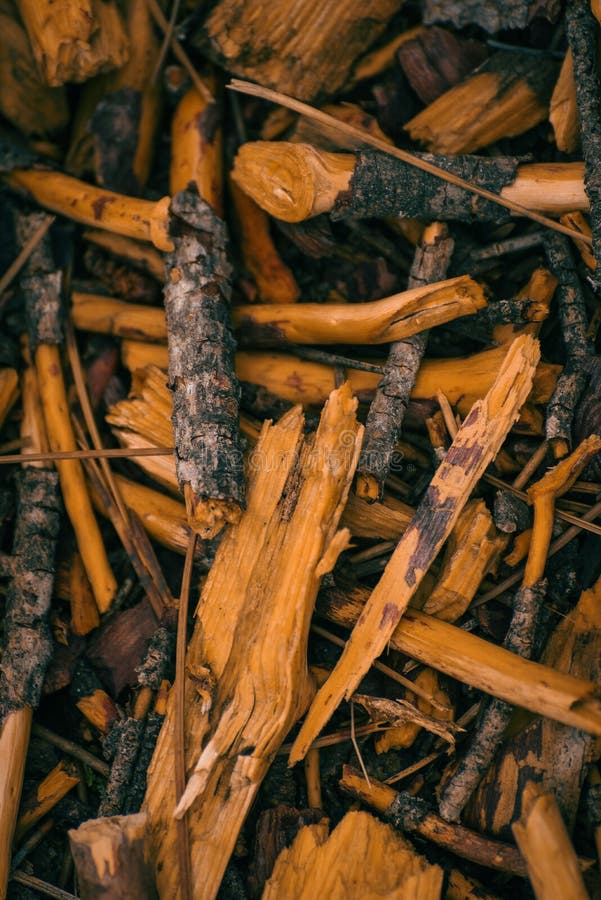 Pine Timber Forest Ground Logs Soil Stock Photo - Image of industry ...
