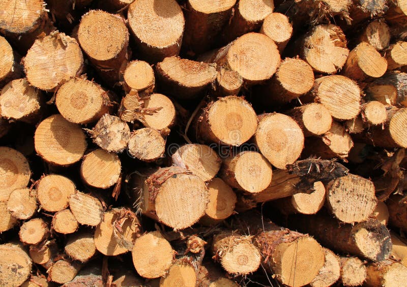 Pine Timber Logs. stock image. Image of forest, forestry - 57027199