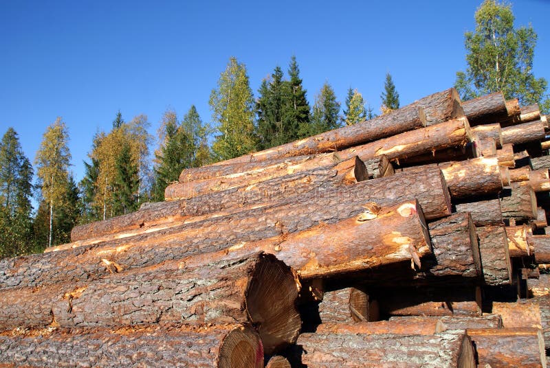 Logs in Pine Forest in Autumn Stock Photo - Image of pile, pine: 27290868