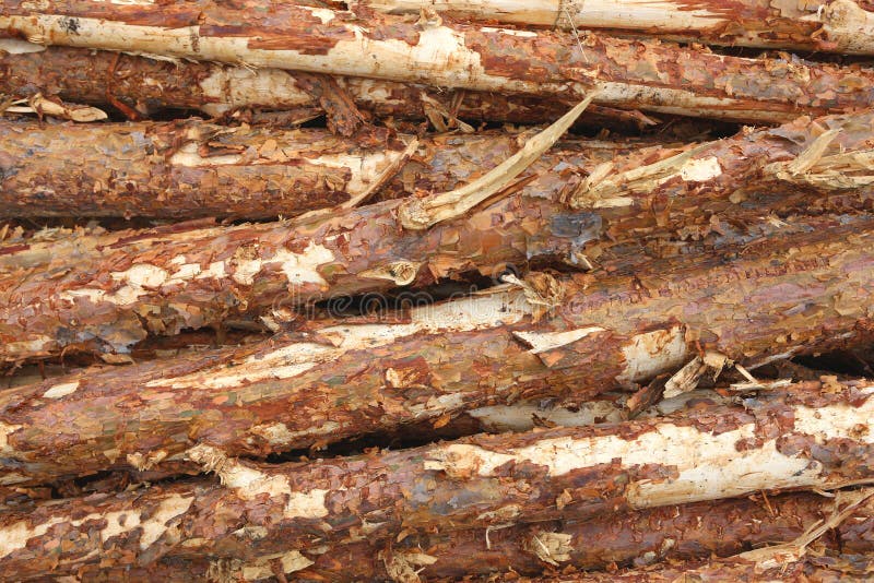 Pine Timber or Lumber Log Background Stock Image - Image of timber ...