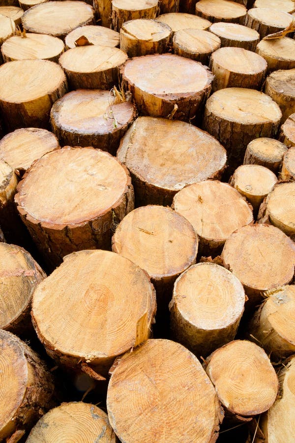 Pine timber stacked stock image. Image of yard, forestry - 25457685