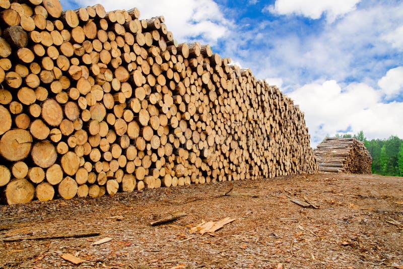 Pine timber stacked stock image. Image of georgia, logs - 25581291