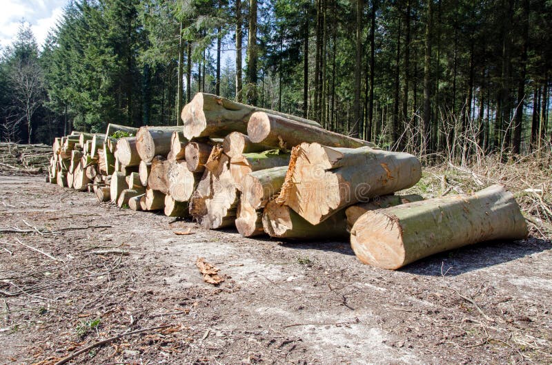 Pine Timber Stacked at Lumber Yard Stock Image - Image of chop ...