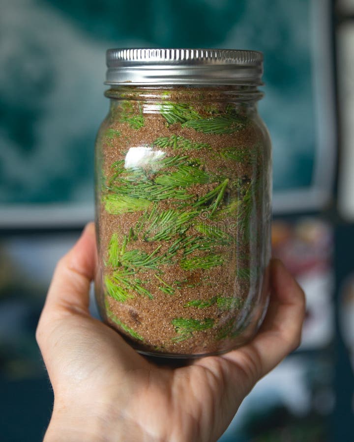 Pine Tips in Jar with Sugar To Make Pine Tip Syrup Stock Image - Image ...