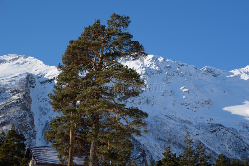 Pine top stock image. Image of tree, beautiful, roof - 87347833