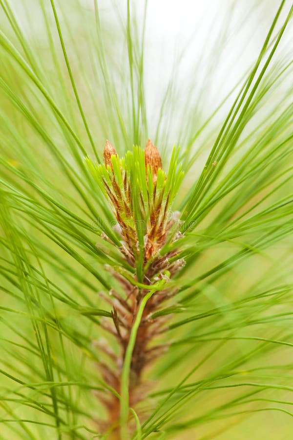 Pine top branch stock image. Image of macro, close, christmas - 29098987