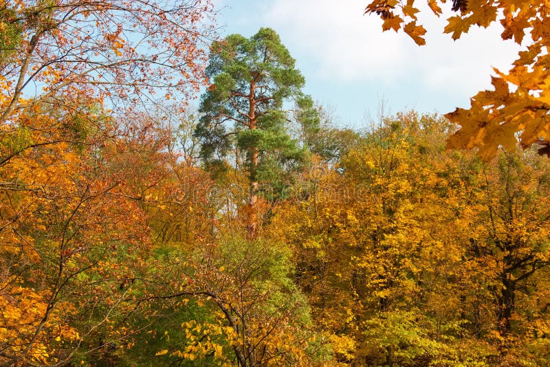 Pine Framed with Branches of Deciduous Trees with Autumn Leaves Stock ...