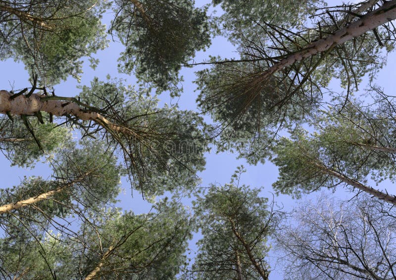 131 Perspective Tree Looking Up Bottom Photos - Free & Royalty-Free ...