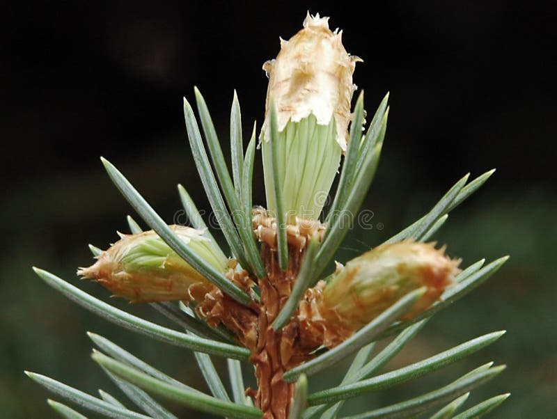 Pine tree stock image. Image of nature, spring, wilderness - 4227