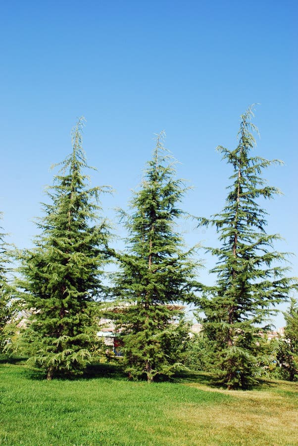 Row of pine trees stock image. Image of pattern, green - 12751429