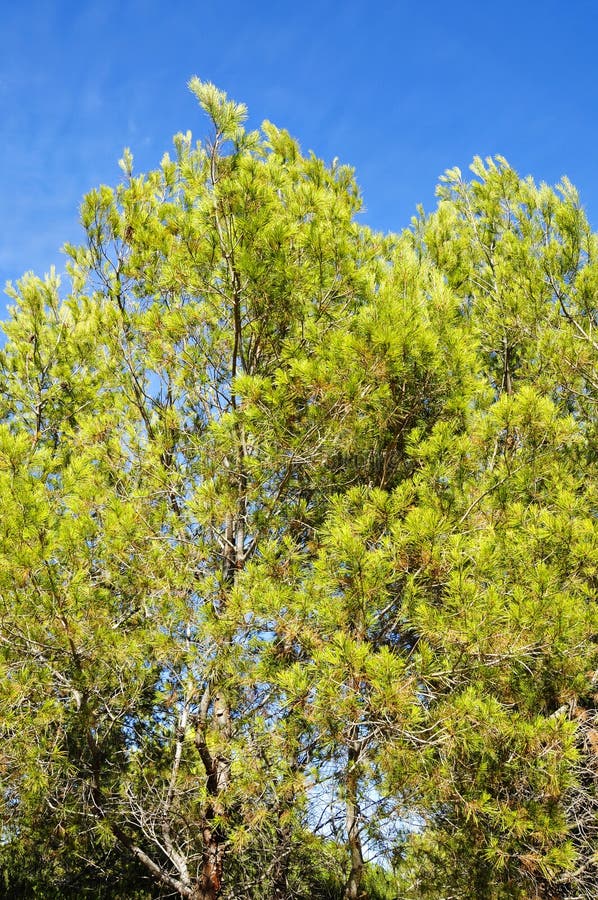Pine tree stock image. Image of greenbelt, green, life - 15672889