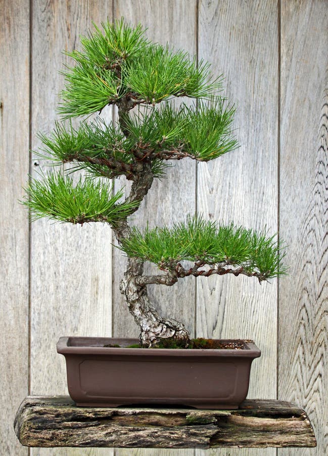 Miniature Tree stock photo. Image of plants, conifer - 10720516