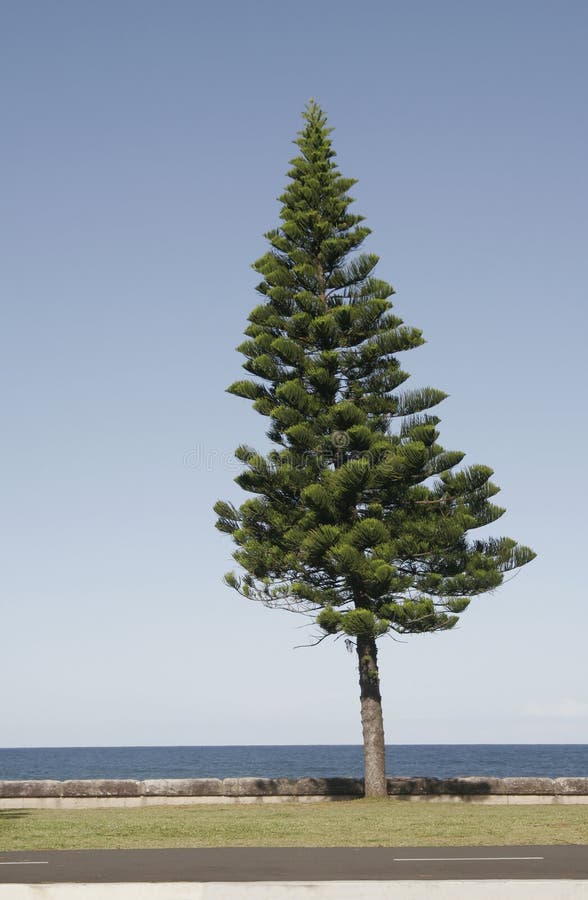 Pine Tree stock photo. Image of scenic, grass, outside - 1959788