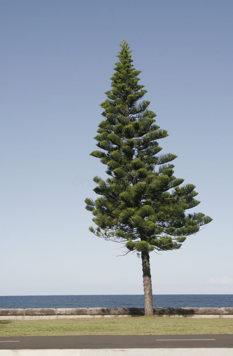 21,971 Single Pine Tree Stock Photos - Free & Royalty-Free Stock Photos ...