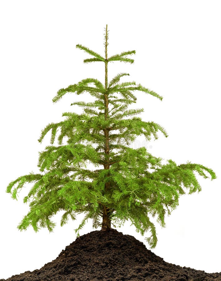 Pine tree as bonsai stock photo. Image of pinus, pine - 16116016