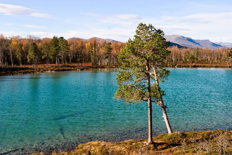 Pine tree stock image. Image of scenic, lake, mountain - 28349193