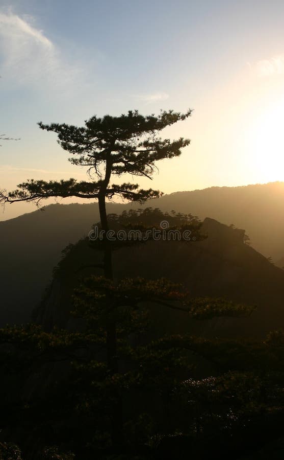 Pine Tree on Chinese Mountain Stock Image - Image of detail, fissure ...
