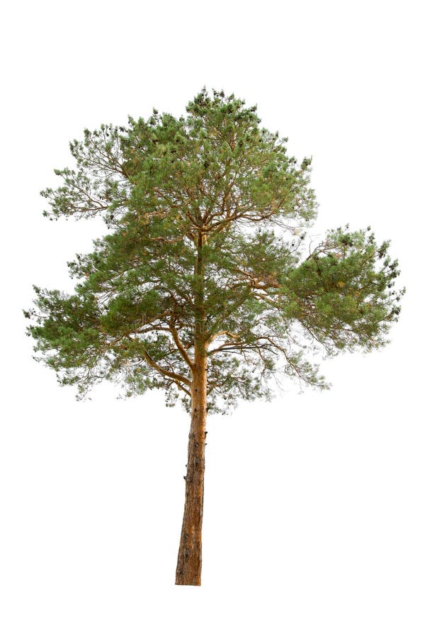 Pine tree stock image. Image of bark, pine, tree, plant - 7640981
