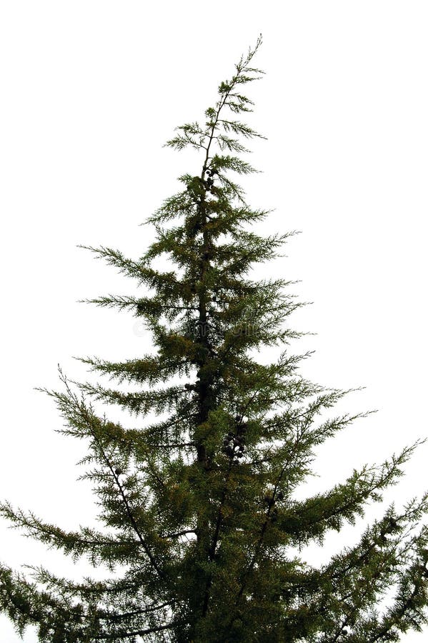 Single fir tree stock photo. Image of summer, natural - 16178752