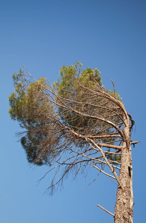 Pine tree above blue sky stock photo. Image of blue, environment - 32506136