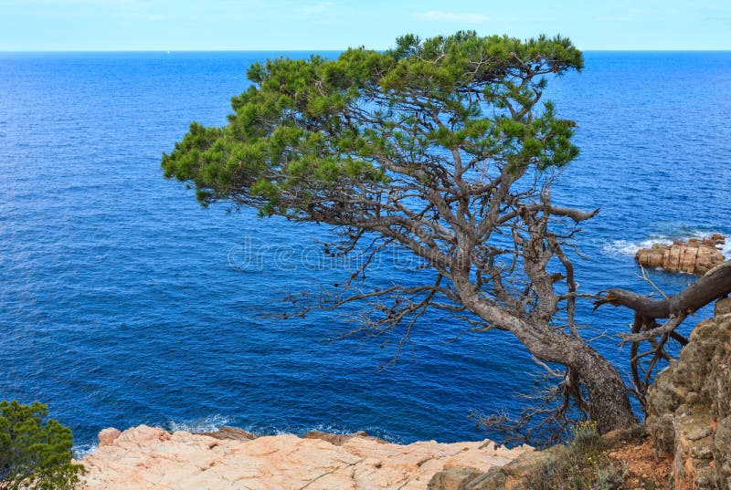 Pine tree above sea. stock image. Image of scenic, seascape - 76911477