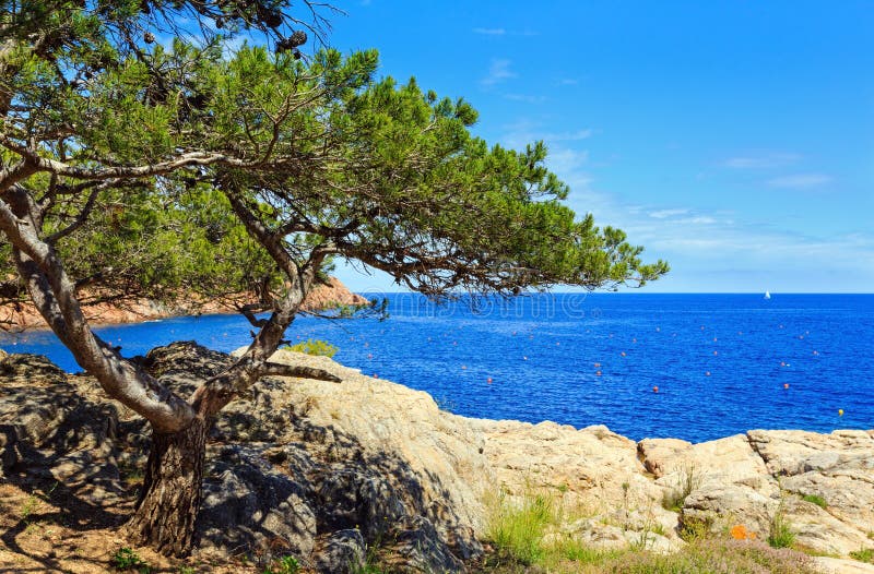Pine tree above sea. stock photo. Image of pine, water - 76910686