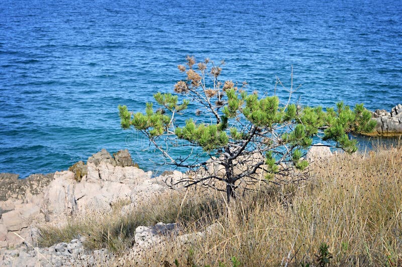 Turquoise Adriatic Sea And Pine Tree,Croatia Stock Photo - Image of ...