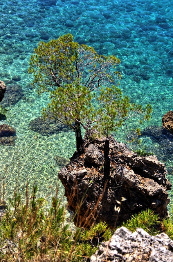 Pine Tree Against Blue Lagoon Turquoise Sea Stock Photos - Free ...
