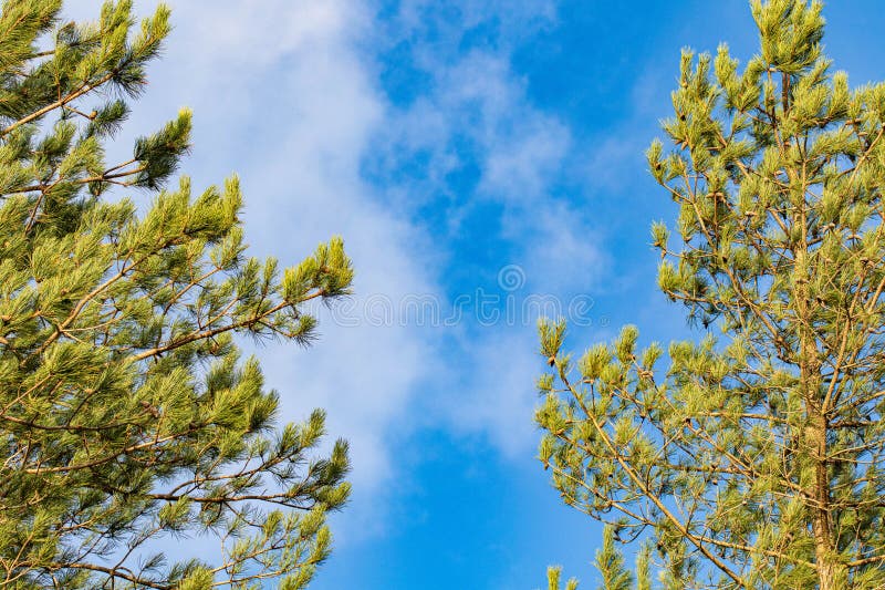 Pine Tree Against Blue Sky with Clouds Abstract Background Stock Photo ...