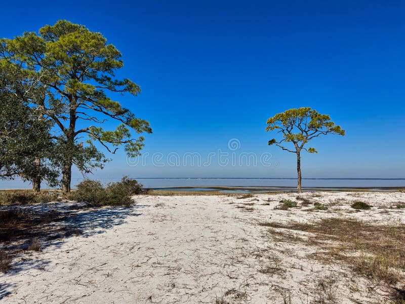 Pine Tree Along a Sandy Shoreline, St George Island, Florida Stock ...