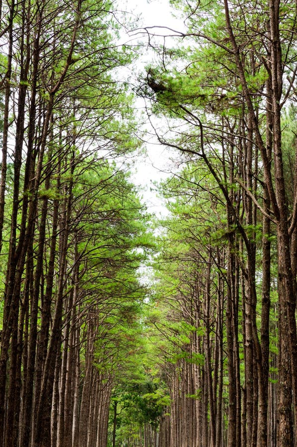 Pine Tree Along Walk Trail Road. Stock Photo - Image of plant, trail ...
