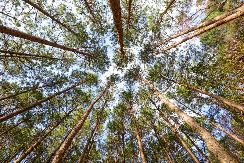 1,483 Agroforestry Stock Photos - Free & Royalty-Free Stock Photos from ...