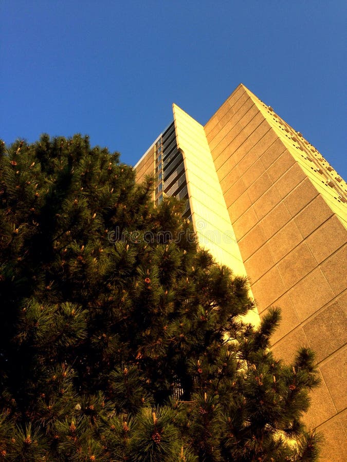 Pine Tree and Apartment Building Looking Skyward Stock Photo - Image of ...