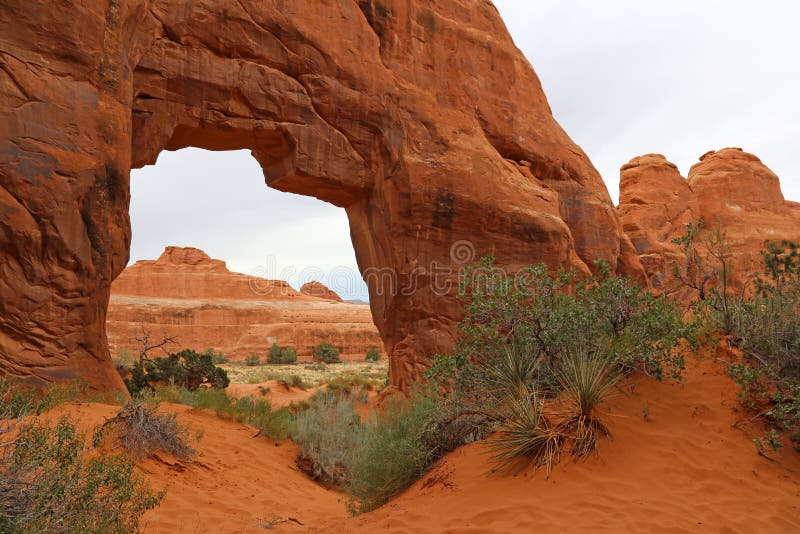 Pine Tree Arch View stock photo. Image of sand, blank - 138406176