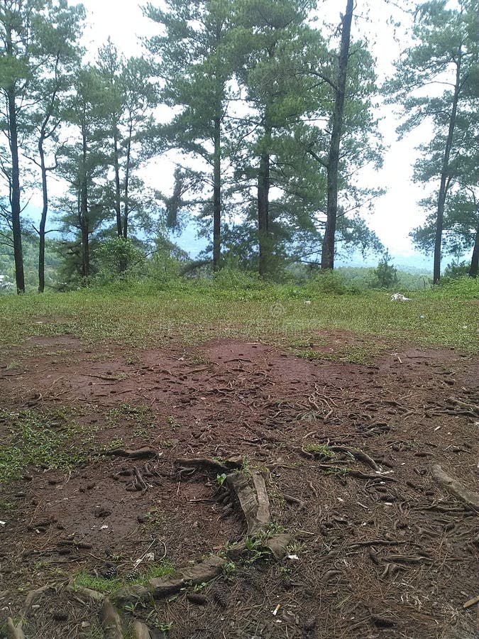 Pine trees.... stock image. Image of trees, people, pine - 108041233