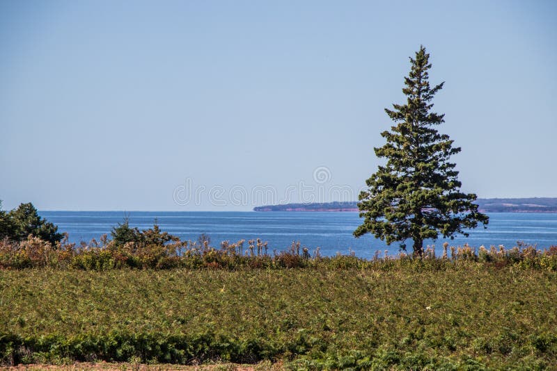Pine Tree at the Atlantic Coast Stock Image - Image of nature, ocean ...