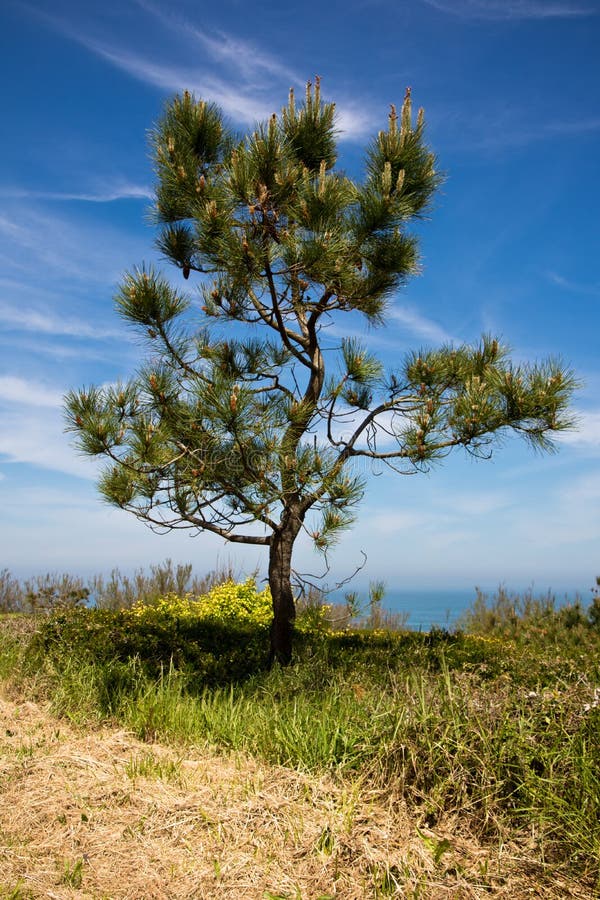 Pine Tree on Atlantic Coast, Spain Stock Image - Image of creation ...