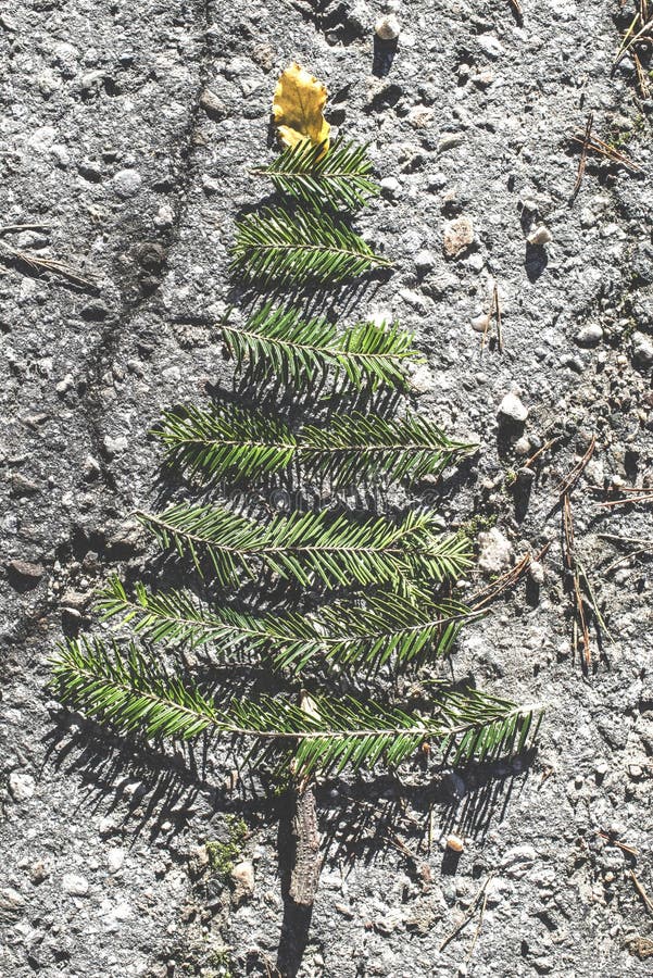 Pine Tree and Autumn Leaves Stock Image - Image of forest, outdoor ...