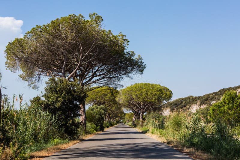 Pine Tree Avenue in the Tuscan Region Maremma in Italy Stock Photo ...