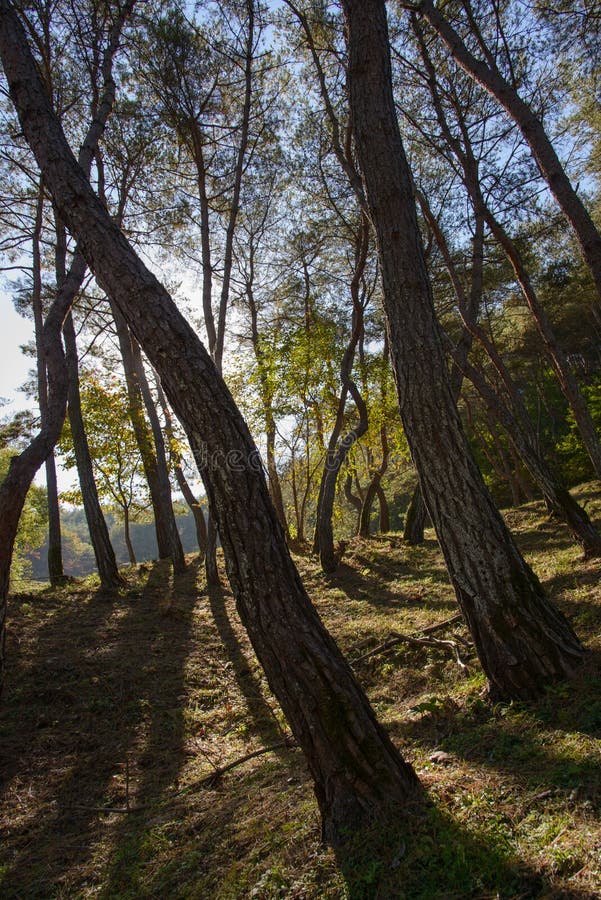 Pine tree with back lit stock photo. Image of shadow - 48979662