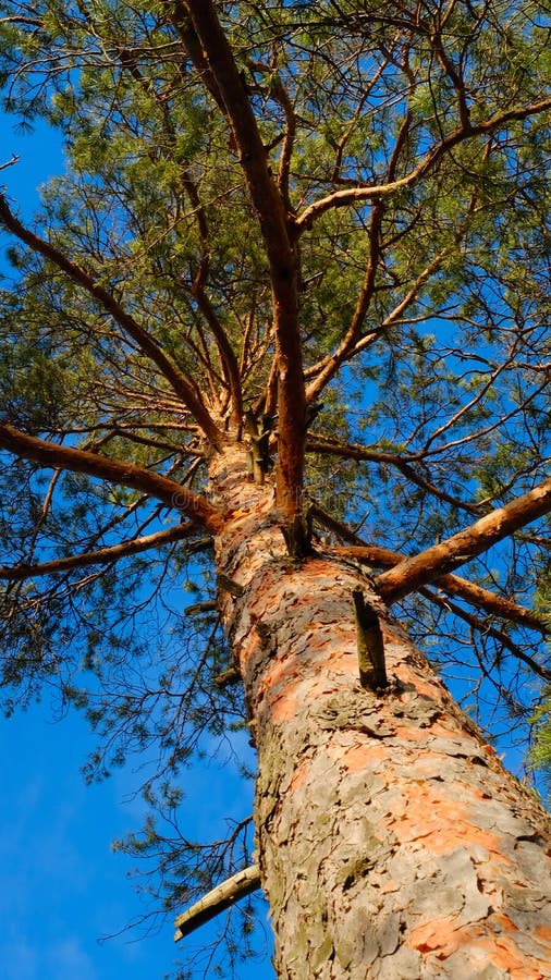 Pine Tree on a Background of Blue Sky Stock Image - Image of park ...