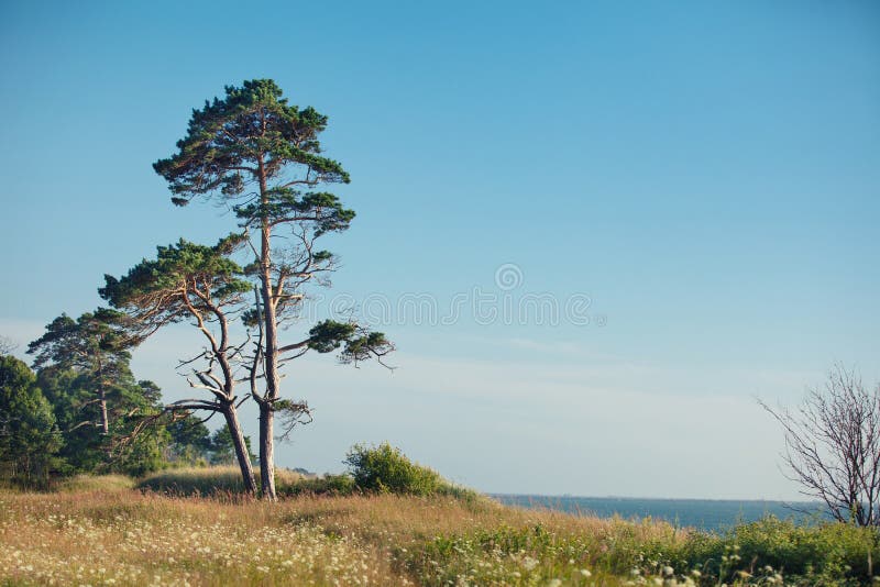 Pine Tree on the Baltic Sea Coast Stock Photo - Image of shore, baltic ...