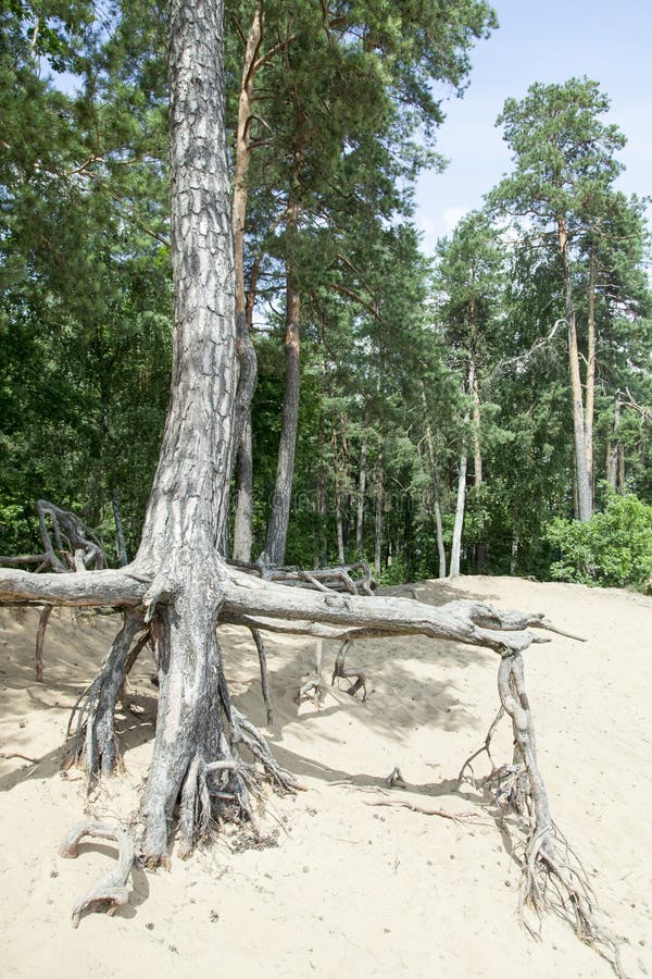 The Pine Tree Bare Roots stock image. Image of outdoor - 191823619