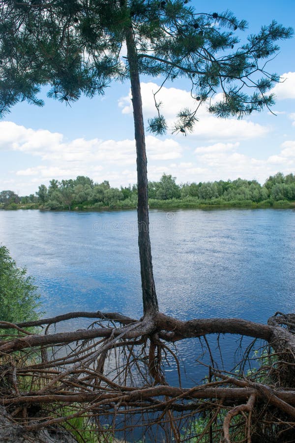 The Pine Tree with Bare Roots Over the Desna River Stock Photo - Image ...