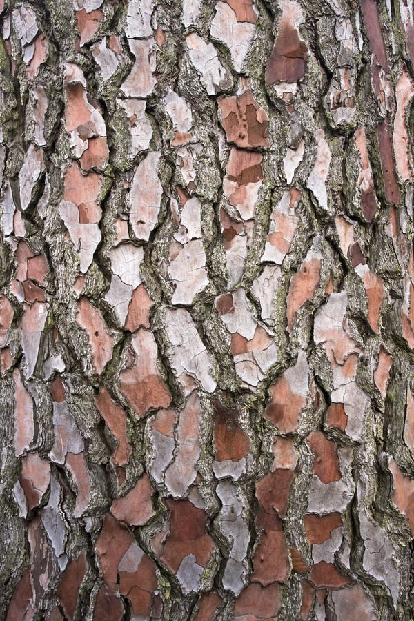 Pine tree bark stock image. Image of tree, pine, composition - 19760887